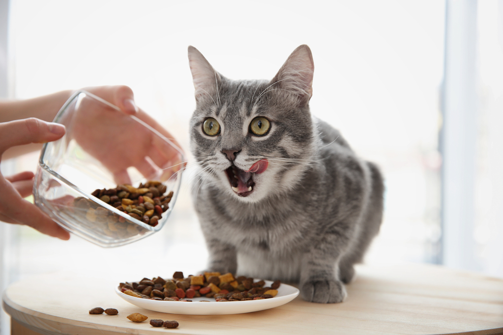 Katze verliert Haare: Warum kann das ein Warnsignal sein? Katze verliert Haare: Warum kann das ein Warnsignal sein?
