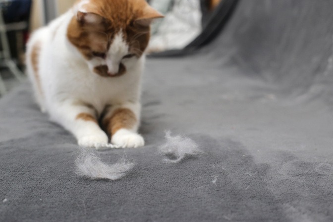 Katze verliert Haare: Warum kann das ein Warnsignal sein? Katze verliert Haare: Warum kann das ein Warnsignal sein?
