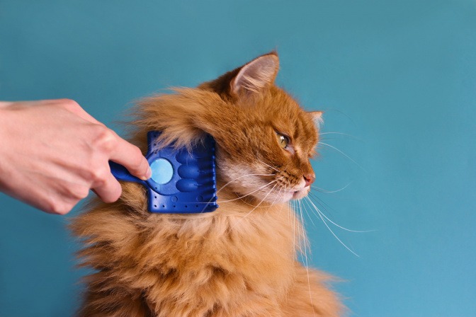Katze verliert Haare: Warum kann das ein Warnsignal sein? Katze verliert Haare: Warum kann das ein Warnsignal sein?