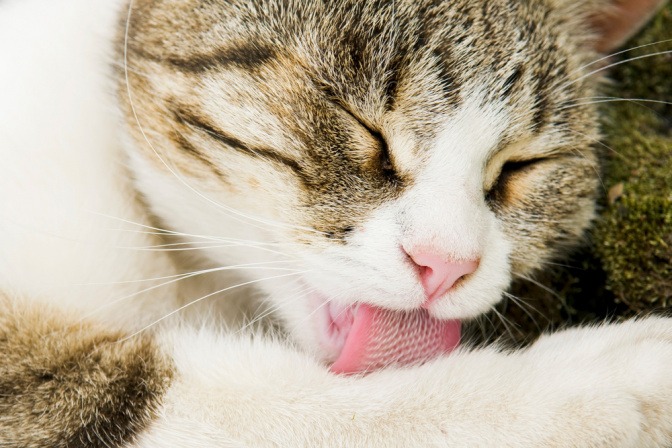 Katze verliert Haare: Warum kann das ein Warnsignal sein? Katze verliert Haare: Warum kann das ein Warnsignal sein?
